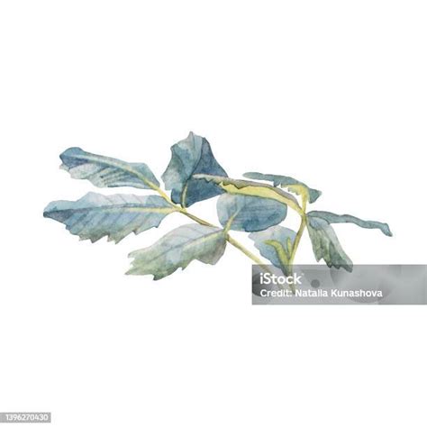 녹색 잎이있는 수채화 분지 꽃 개는 흰색 배경에 고립 된 장미입니다 손으로 그린 여름 야생 식물 섬유 부엌을 포장하는 스티커 차 벽지 용 식물 자연 클립 아트 0명에 대한