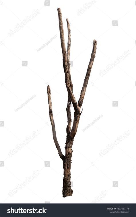 Naked Trees Silhouettes Set Stock Photo Shutterstock