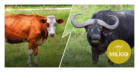 Cow Ghee Vs Buffalo Ghee What Is The Right Choice For You