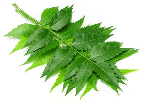 Neem Plant Medicinal Uses Wikipedia At Pamela Stewart Blog