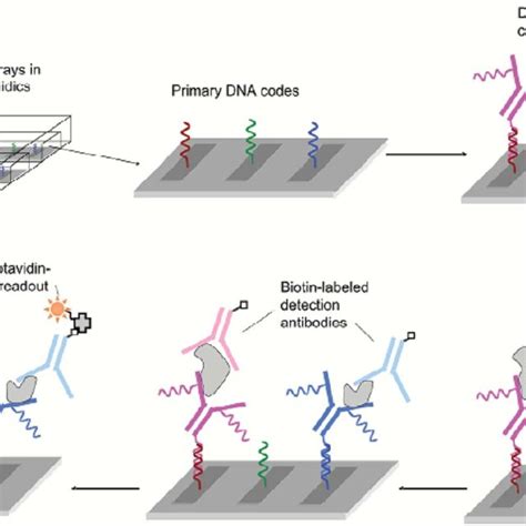 Commonly Available Functional Groups In Antibodies Cross Linkers And Download Table