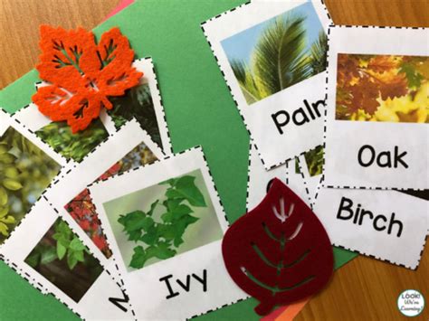 Falling Leaves Leaf Identification Flashcards And Matching Activity Cards