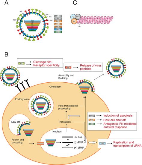 Influenza A Virus Particle And Replication Cycle A Schematic