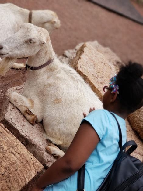 Premium Photo Rear View Of Girl Stroking Goat