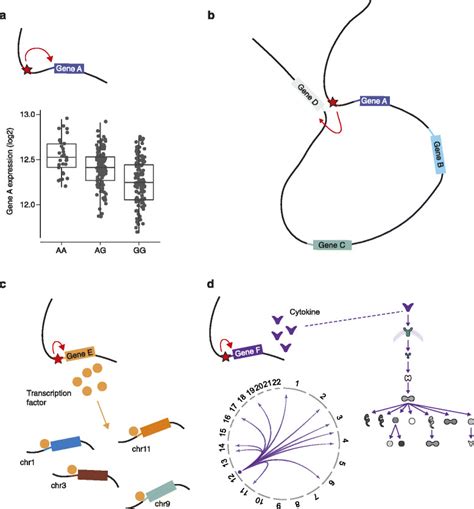 Examples Of Local And Distant Effects Of Regulatory Variants A A Download Scientific Diagram