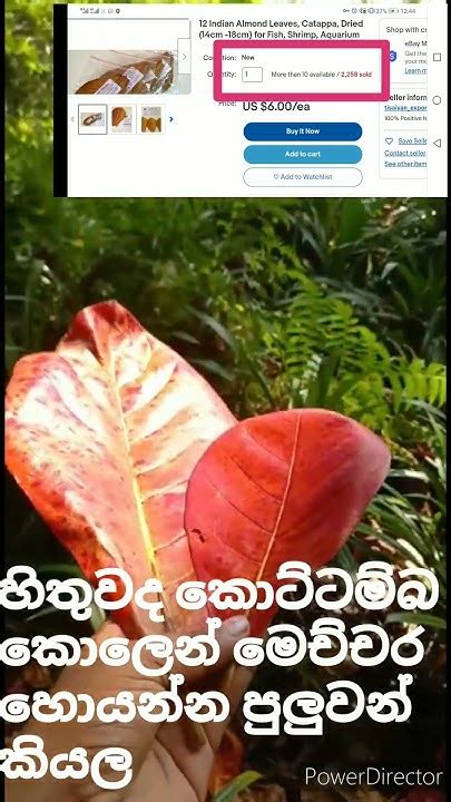 කොට්ටම්බ කොලෙන් මුදල් උපයන්න කැමතිනම් කියන්න සම්පුර්ණ කියල දෙනව Youtube
