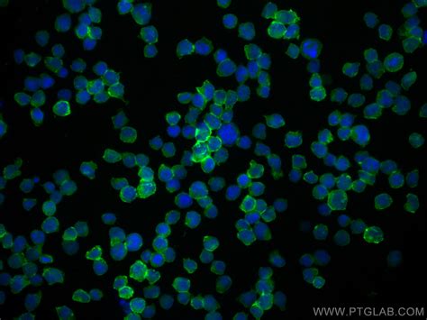 Cd28 Antibody Cl488 83383 6 Proteintech