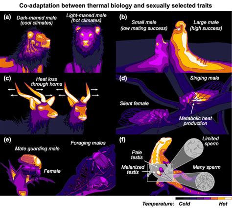 Temperature Affects More Than Just Survival The Wildlife Society