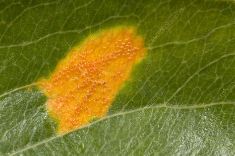 Cedar Apple Rust Stock Image C024 2951 Science Photo Library