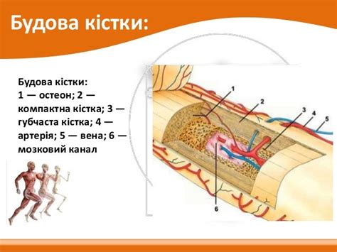 урок 31 будова і функції опорно рухової системи