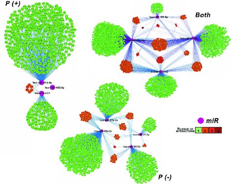 Regulatory Network Of Mir Targets The Mir Gene Regulation Networks Download Scientific Diagram