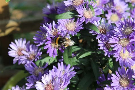 熊蜂 花 紫色的 Pixabay上的免费照片 Pixabay