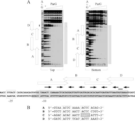 Dnase I Footprinting Of The O F Locus A Footprinting Reactions Were