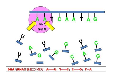 碱基配对原则 搜狗百科