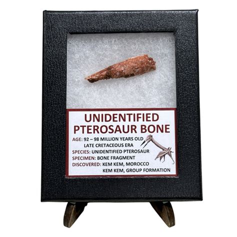 Unidentified Pterosaur Bone Smoky Mountain Relic