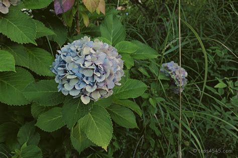 私のレンズ パナソニック Lumix S 26mm F8 Teps Notebook