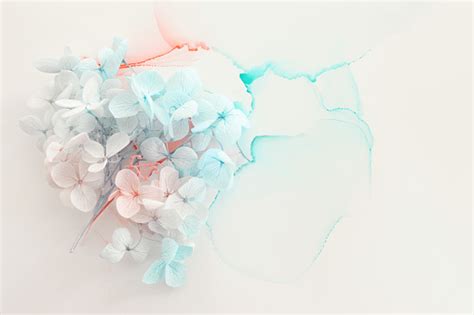 예술 잉크 배경에 파스텔 블루와 핑크 하이드랑가 꽃의 창조적 인 이미지 복사 공간이 있는 상단 보기 0명에 대한 스톡 사진 및 기타 이미지 Istock