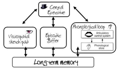 The Working Memory Model Flashcards Quizlet