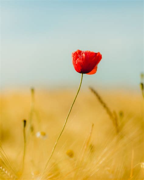 무료 사진 다크 레드 양 귀 비 Wheatfield 여름 시즌 평지 자연 여름 꽃 정원 양 귀 비