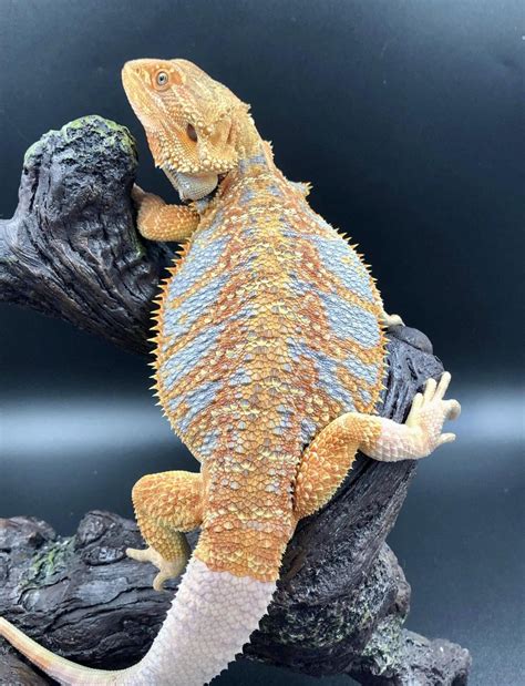 Blue Bearded Dragon Pics Facts And Price Reptile Maniac