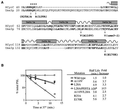 Analysis Of The Rxxl Motif And The Cyclin Box In The Regulation Of