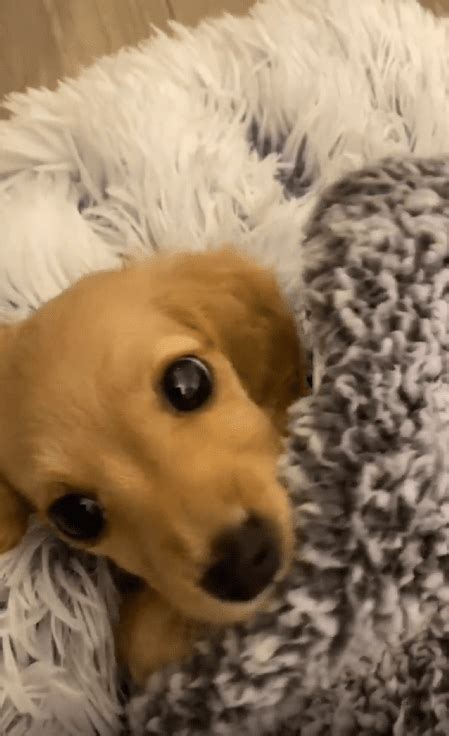 이불 속에서 안아달라고 조르는 강아지의 귀여운 애교 디피펫
