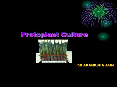 Protoplast Culture Ppt