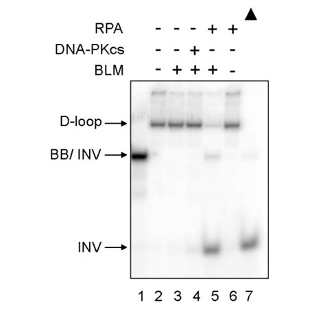 differential effect of dna pkcs on wrn and blm helicase activities