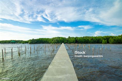 맹그로브 숲과 해안 맹그로브 숲의 맹그로브 나무 해안에서 자란 묘목 해안을 돌보기 위해 심어 놓은 맹그로브 나무의 작은 나무가 자라고 있습니다 0명에 대한 스톡 사진 및