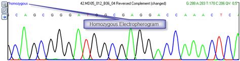 Homozygous Versus Heterozygous