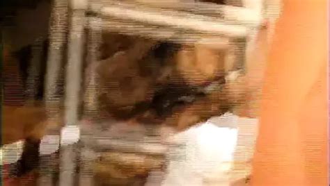 All Worlds Animus Xhamster