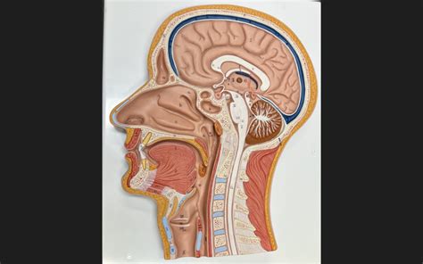 Flat Brain Diagram Diagram Quizlet