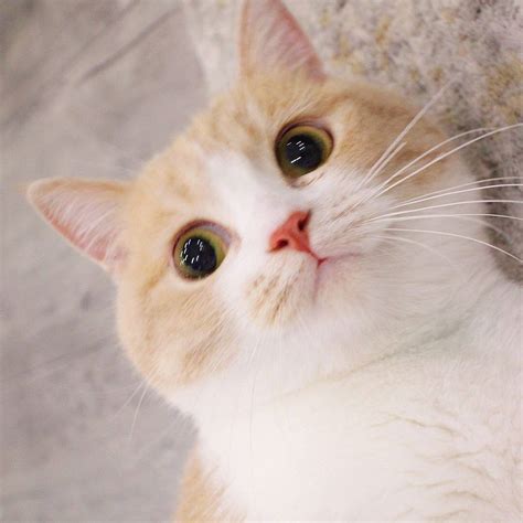 求一个好的猫粮
