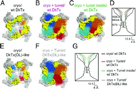 Molecular Modeling Suggests Trpv1 Pore Turret Hinders Ion Conduction Download Scientific