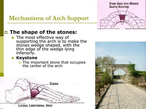 The Foot As A Functional Unit Ppt Download