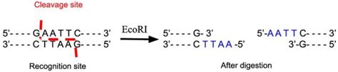 Ecori Restriction Enzyme Laboratory Notes