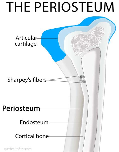 Periosteum Function A Level