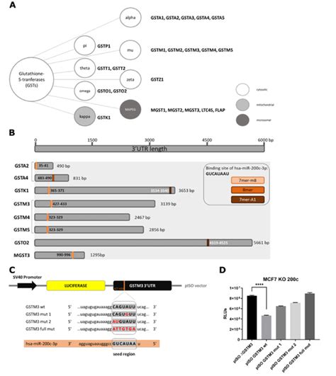 Validation Of Hsa Mir−200c−3p Target Site In The 3′utr Of Glutathione Download Scientific