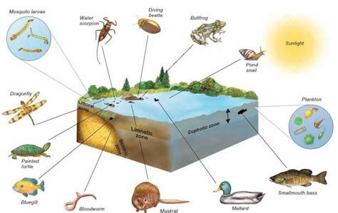 Environment And Ecosystem Components Of An Ecosystem Pmf Ias