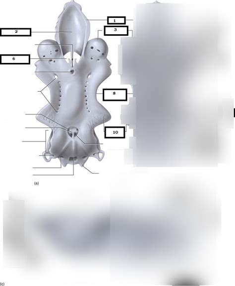 Chondrichthyes Shark Chondrocranium Diagram Quizlet