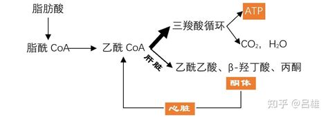 关于营养心肌药物的经典总结，值得收藏！ 知乎