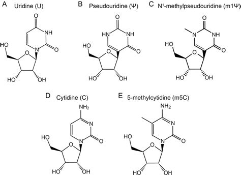 Figure 2 From N1 Methylpseudouridine Incorporated Mrna Outperforms