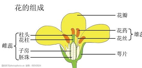 花的组成部分 随意云