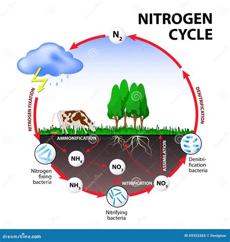 Nitrogen Cycle Process Steps With Diagrams Explained