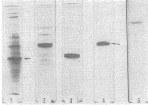 Figure 1 From Translocation Of Mrna Codons I The Preparation And Characteristics Of A