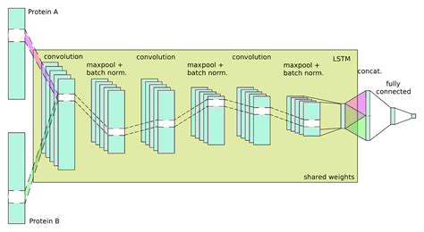 Comparing Two Deep Learning Sequence Based Models For Protein Protein