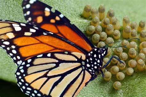 البياض في الفراشات قوة جريدة الجريدة الكويتية