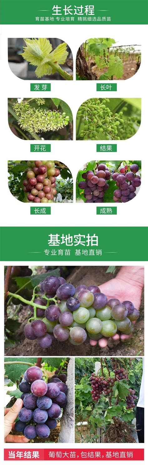葡萄树苖阳光玫瑰蓝宝石盆栽晴王爬藤南方北方种植巨峰无核葡萄苗 阿里巴巴