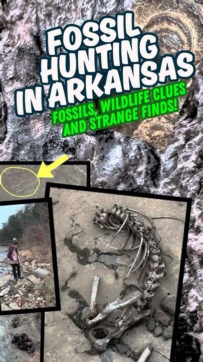 Devils Den State Park Ancient Seabeds Fossils Wildlife Lee Creek