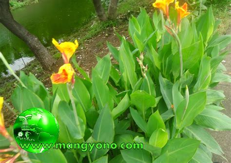 35 Terbaru Bunga Ganyong Gambar Bunga